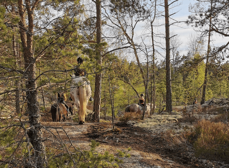 Förstudie Stall Bergtorp - Leader Sörmlandskusten